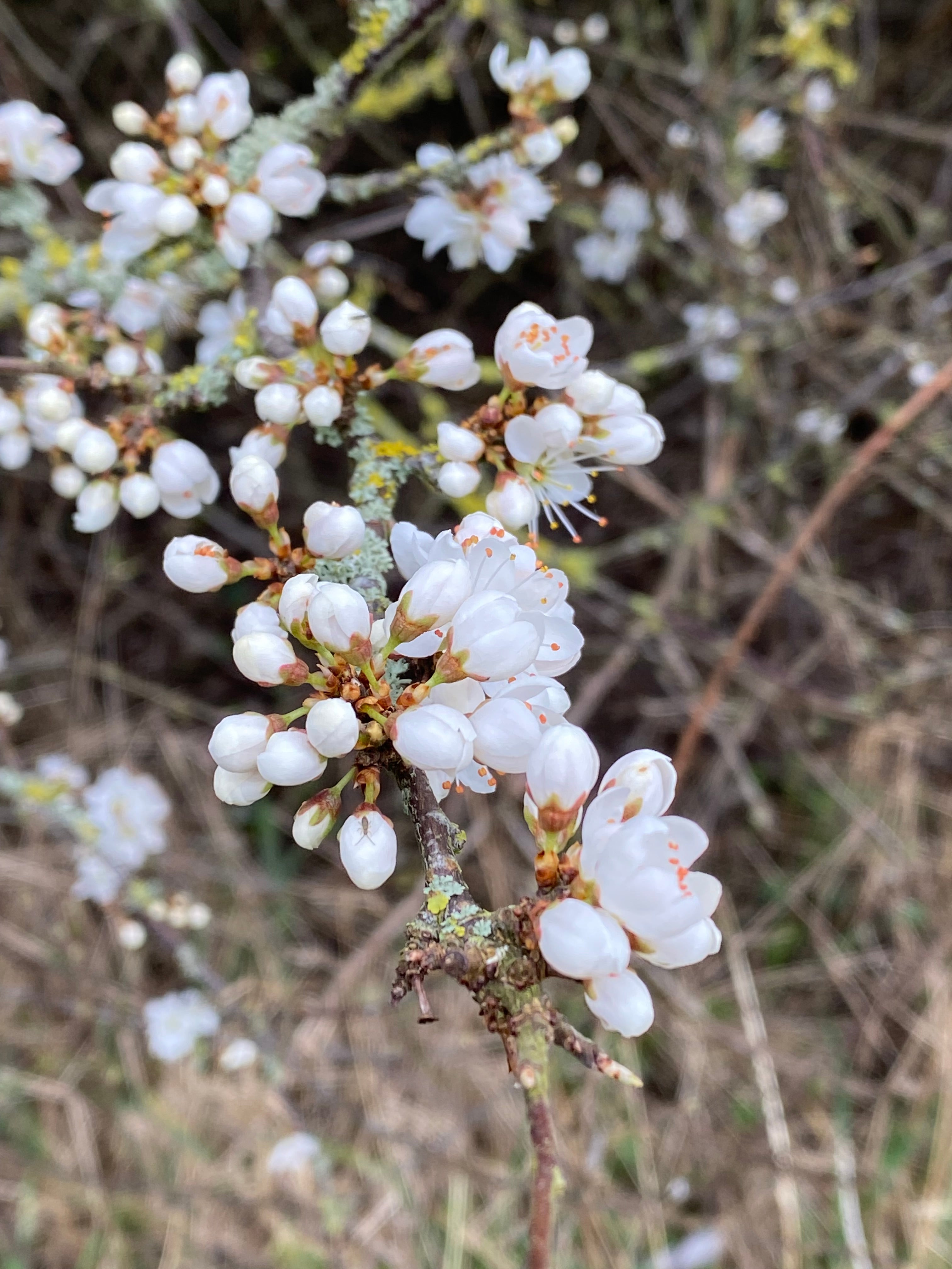 Rewilding – Brookside Botanicals